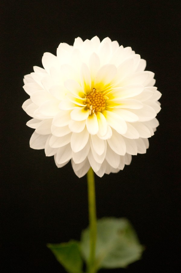 01/11/2026 – Driftwood Garden Club