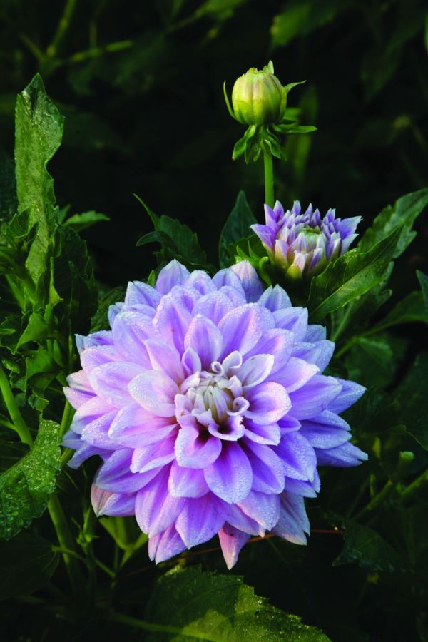 Gardening with Dahlias. – Driftwood Garden Club